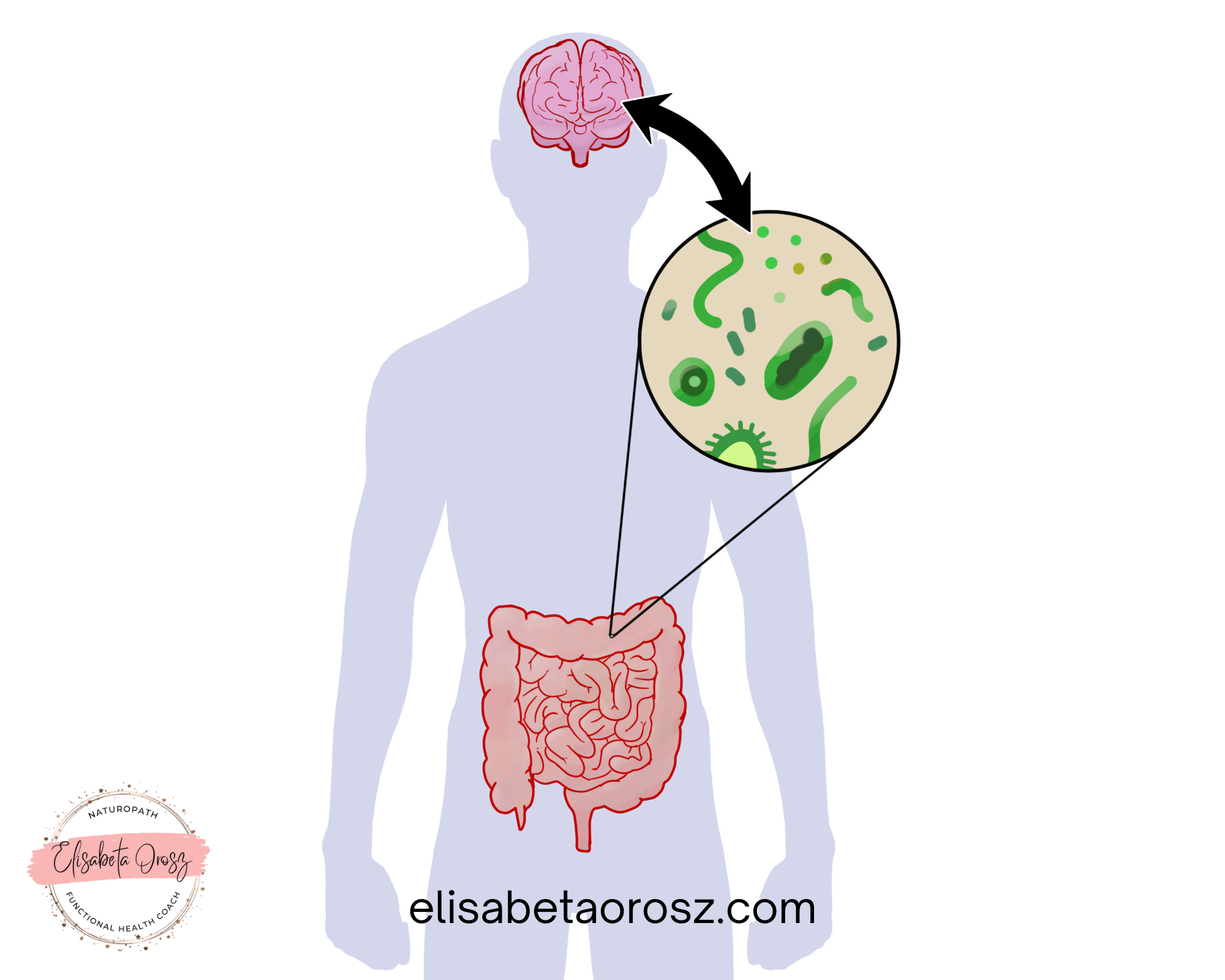 Mi az a Bél-Agy-Bőr tengely? - Orosz Elisabeta